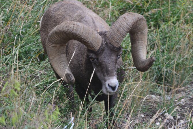 Yellowstone For Kids All-inclusiveFamily Fun Tours PU Cody Wy - Practical Details and Logistics
