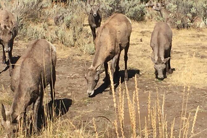 Yellowstone For Kids Family Fun Tour w/PU in West Yellowstone - A Deep Dive into the Itinerary