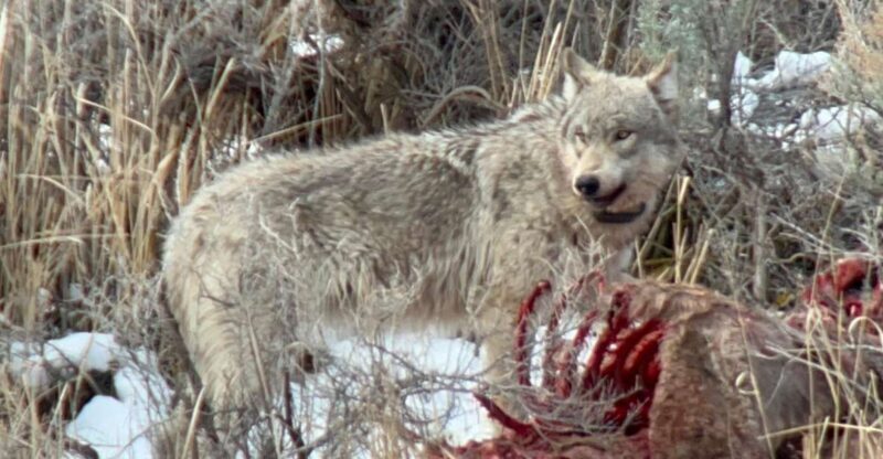 Yellowstone: Full-Day Private Guided Tour by Car with Lunch - FAQ