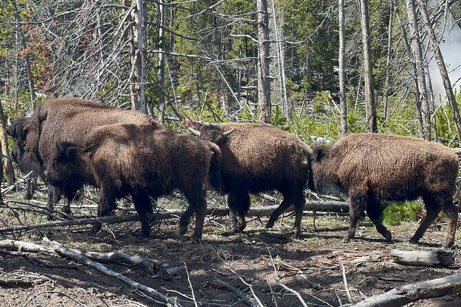 Yellowstone Full Day Private Tour Starting from Jackson Hole - FAQ