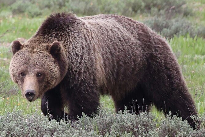 Yellowstone Full Day Tours - An In-Depth Look at What You Can Expect