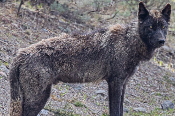 Yellowstone Full-Day Upper Loop Wildlife Adventure w/Lunch - What to Expect from the Tour Itinerary