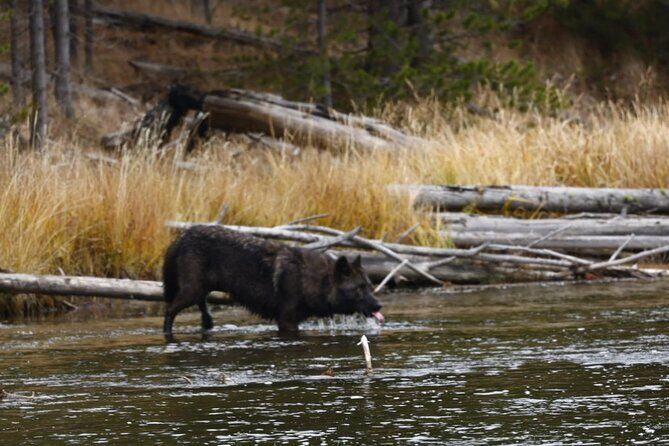 Yellowstone Full-Day Upper Loop Wildlife Adventure w/Lunch - FAQ