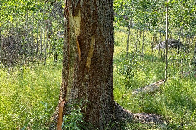 Yellowstone Full-Day Upper Loop with Wildlife Adventure w/Lunch - What Travelers Are Saying
