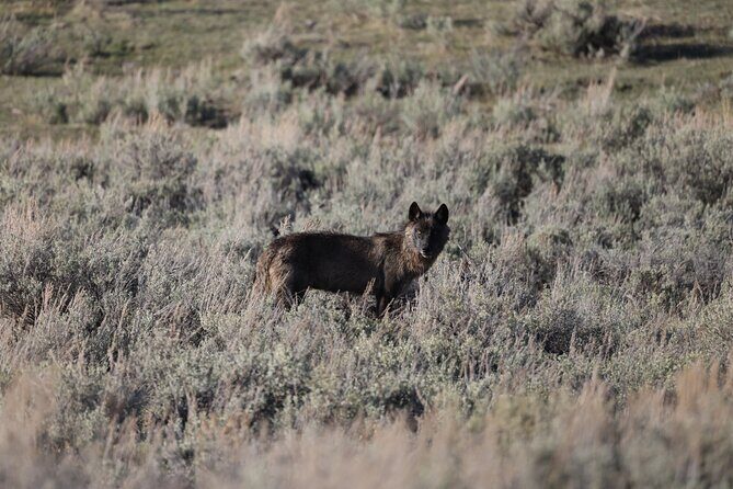 Yellowstone Full-Day Upper Loop with Wildlife Adventure w/Lunch - FAQs