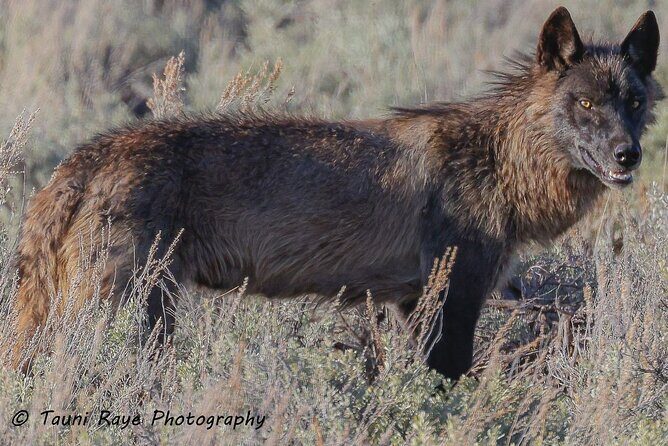 Yellowstone Full-Day Upper Loop with Wildlife Adventure w/Lunch - The Sum Up