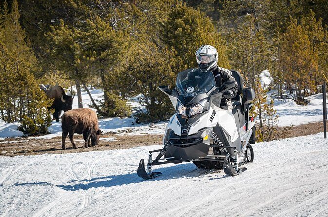 Yellowstone Grand Canyon Full Day Snowmobile Tour - Authentic Reviews: What Other Travelers Say