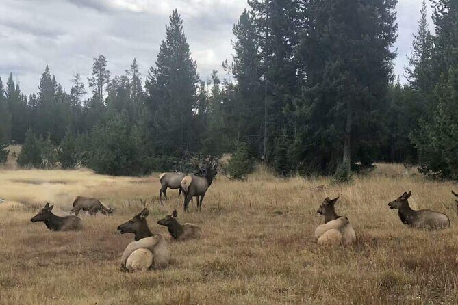 Yellowstone Grand Teton and Coeur dAlene 5-Day Tour from Seattle - Starting the Journey in Seattle’s Backyard