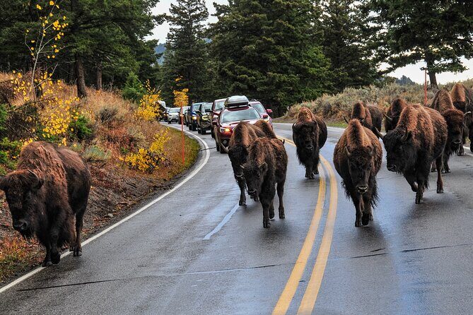 Yellowstone, Grand Teton, and Hot Springs: Small Group 5-Day Tour - Transportation, Group Size, and Practicalities