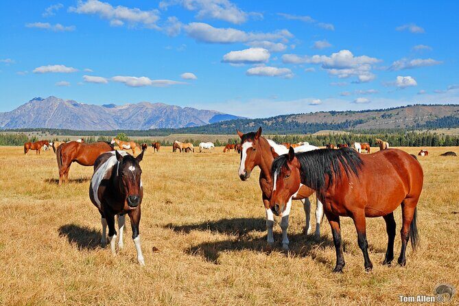 Yellowstone, Grand Teton, and Hot Springs: Small Group 5-Day Tour - Who Would Benefit Most from This Tour?