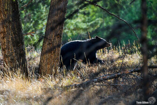 Yellowstone & Grand Teton National Parks: Small Group 3-Day Tour - Pricing & Value