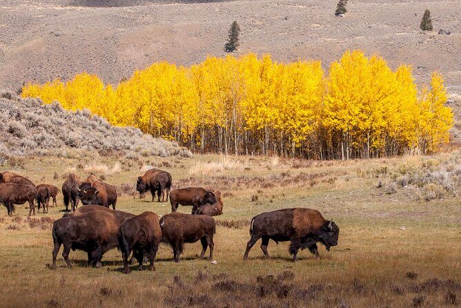 Yellowstone & Grand Teton National Parks: Small Group 4-Day Tour - FAQ