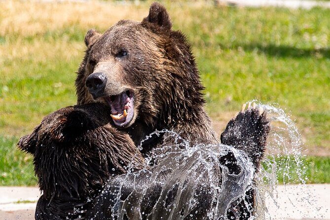 Yellowstone & Grand Teton National Parks: Small Group 4-Day Tour - Final Thoughts