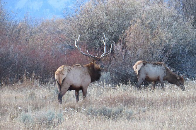 Yellowstone & Grand Teton National Parks - Ultimate Wildlife Safari - An In-Depth Look at the Experience