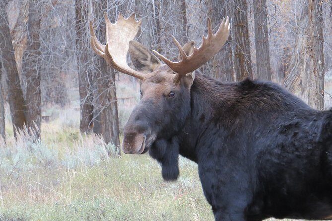 Yellowstone & Grand Teton National Parks - Ultimate Wildlife Safari - Who Will Love This Tour?
