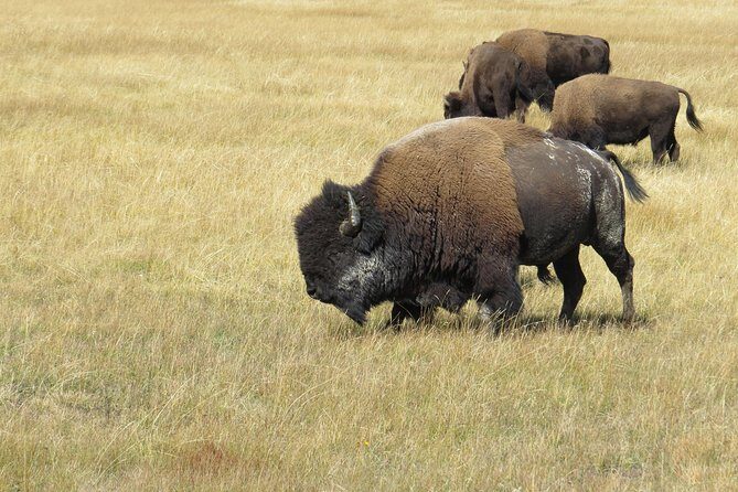 Yellowstone & Grand Teton National Parks - Ultimate Wildlife Safari - Final Thoughts: Is It Worth It?