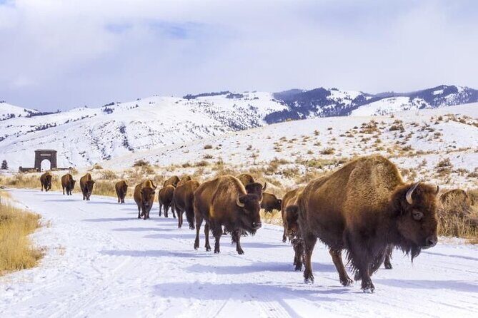 Yellowstone & Grand Teton National Parks Winter Tour 5-Day - Reviews and Real Travelers’ Insights
