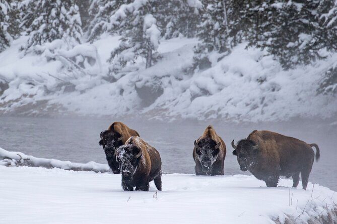 Yellowstone & Grand Teton National Parks Winter Tour: Small Group 4-Day Tour - Key Points