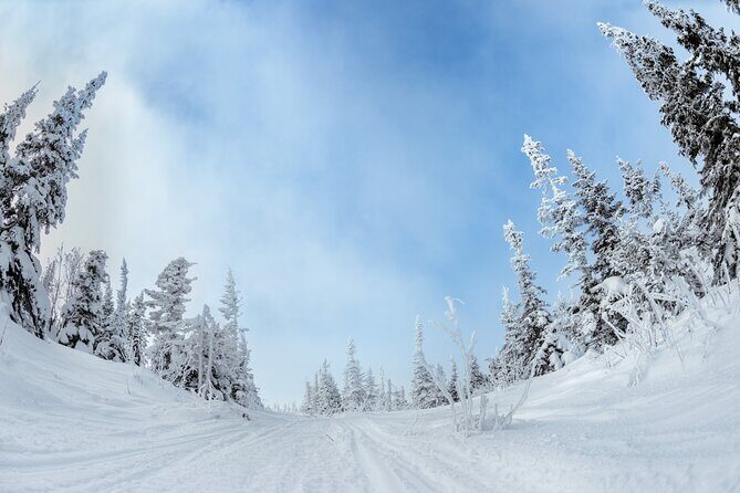 Yellowstone & Grand Teton National Parks Winter Tour: Small Group 4-Day Tour - Day 3: Exploring Yellowstones Wonders in Winter