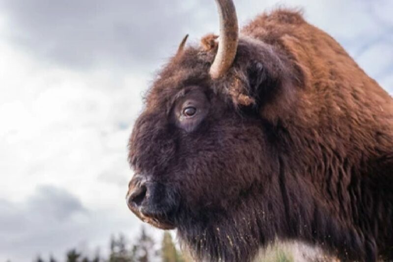 Yellowstone & Grand Tetons: 4-Day/3-Night Wildlife Adventure - FAQ