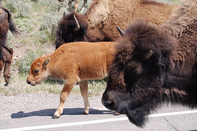 Yellowstone Grand Tour: See All Yellowstone In One Day - Who Will Love This Tour?