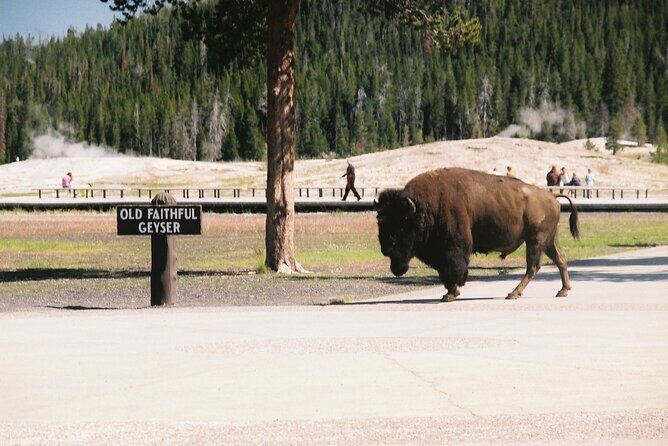 Yellowstone Grand Tour: See All Yellowstone In One Day - FAQ
