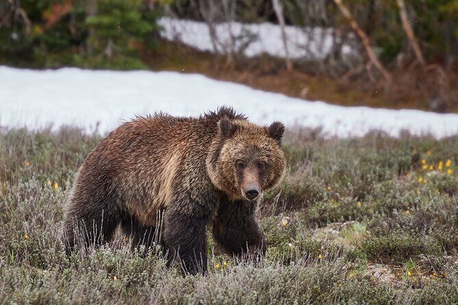 Yellowstone Lower Loop Full-Day Tour - The Experience: What Travelers Rave About