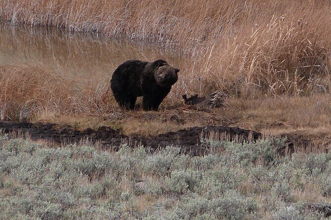 Yellowstone Lower Loop Full-Day Tour - Practical Considerations