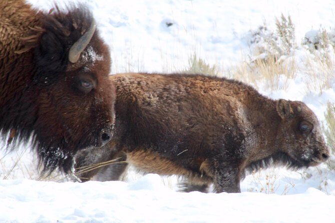 Yellowstone Lower Loop Full-Day Tour - FAQs