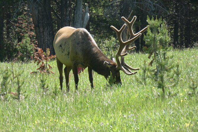 Yellowstone Lower (Southern) Loop Tour - Final Thoughts: Who Should Consider This Tour?
