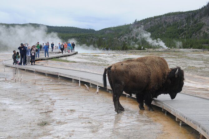 Yellowstone Lower (Southern) Loop Tour - Frequently Asked Questions