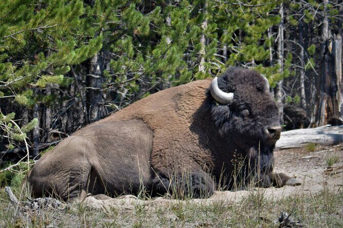 Yellowstone National Park 2 Day Tour Upper and Lower Loop - The Real Value: More Time & Personal Service