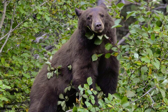 Yellowstone National Park 2 Day Tour Upper and Lower Loop - Lodging and Additional Considerations
