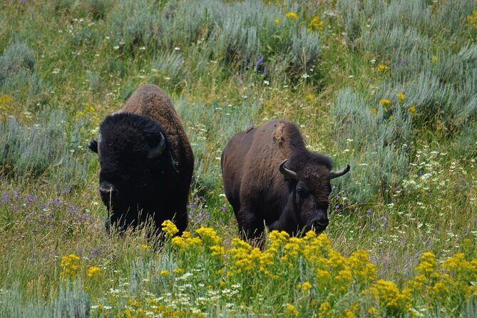 Yellowstone National Park 2 Day Tour Upper and Lower Loop - Authenticity & Authentic Experiences