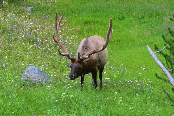 Yellowstone National Park 2 Day Tour Upper and Lower Loop - Who Is This Tour Best For?