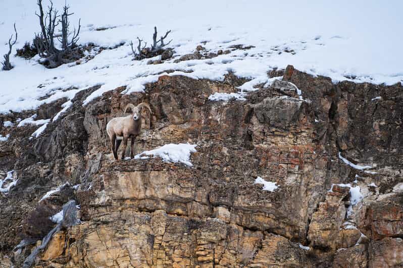 Yellowstone National Park: 3 Day Wildlife Photography Tour - The Value of This Experience
