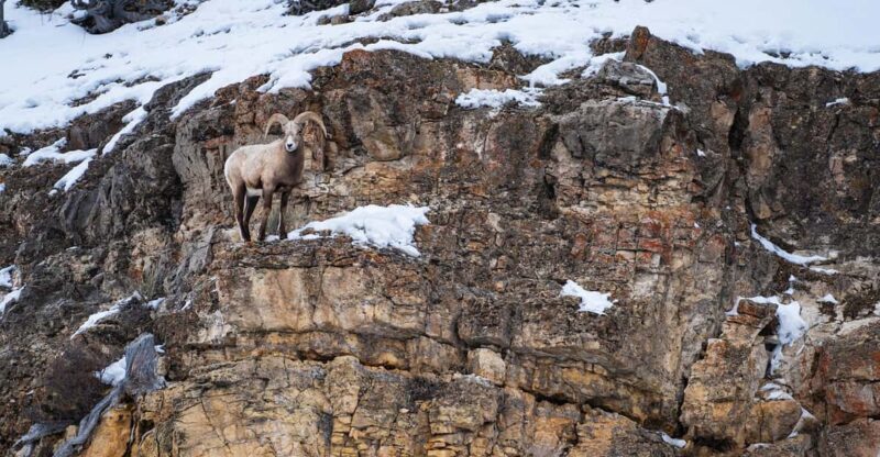 Yellowstone National Park: 3 Day Wildlife Photography Tour - A Closer Look at the 3-Day Yellowstone Photography Tour
