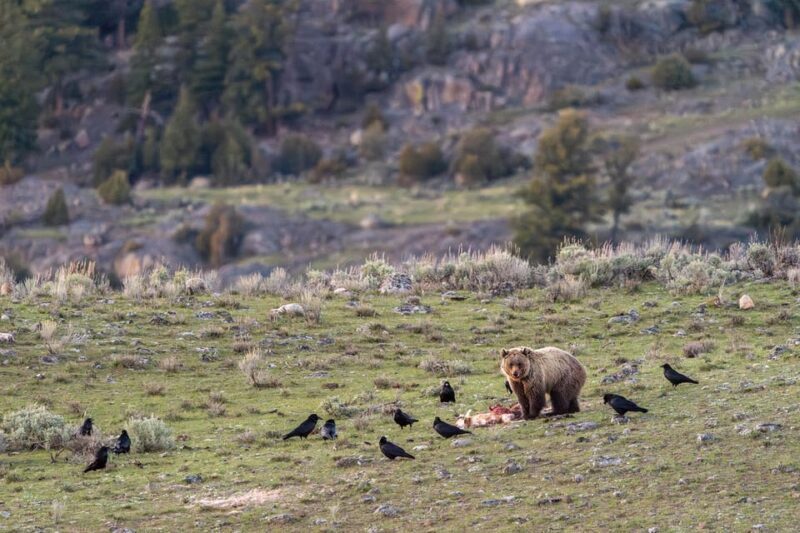 Yellowstone National Park: 3 Day Wildlife Photography Tour - FAQs