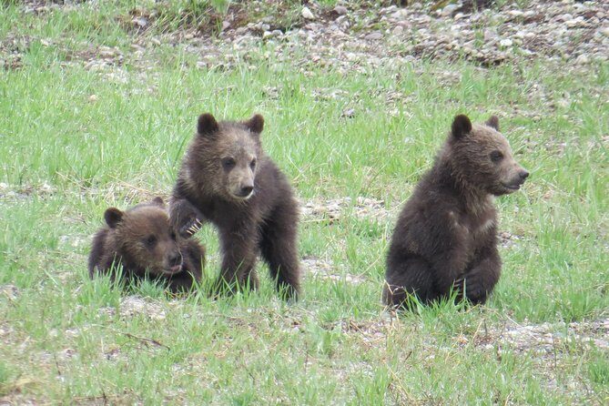 Yellowstone National Park - Full-Day Lower Loop Tour from West Yellowstone - Final Thoughts: Who Should Book This Tour?