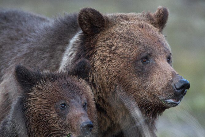 Yellowstone National Park Group Tour - Why This Tour Stands Out