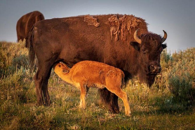 Yellowstone National Park Group Tour - Who Is This Tour Best For?
