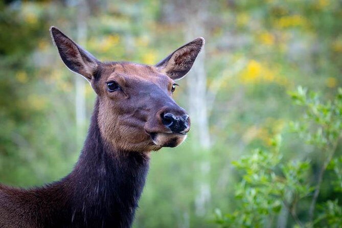 Yellowstone National Park Group Tour - FAQ