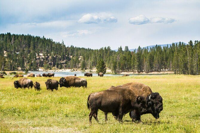 Yellowstone National Park - PRIVATE Full-Day Lower Loop Tour from Jackson Hole - Introduction