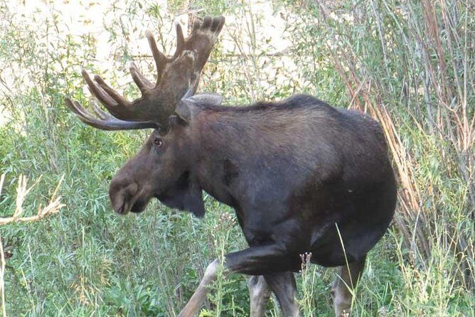 Yellowstone National Park - PRIVATE Full-Day Lower Loop Tour from Jackson Hole - FAQ