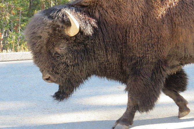 Yellowstone National Park - PRIVATE Full-Day Lower Loop Tour from W. Yellowstone - FAQ