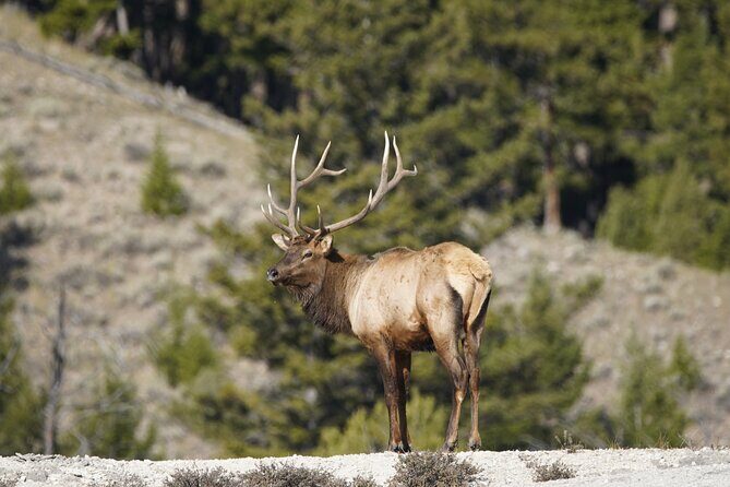 Yellowstone National Park Private Guided Tour - Full Day - Who Will Benefit Most?