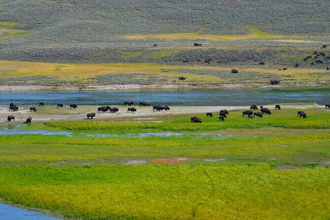 Yellowstone National Park - Private Lower Loop Adventure - A Detailed Look at the Yellowstone Private Lower Loop Adventure