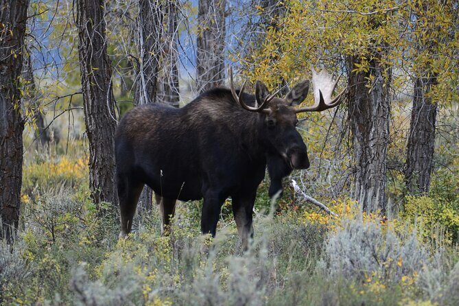 Yellowstone National Park - Private Lower Loop Adventure - Frequently Asked Questions