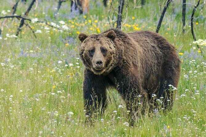 Yellowstone National Park Private Tour - A Detailed Look at the Yellowstone National Park Private Tour
