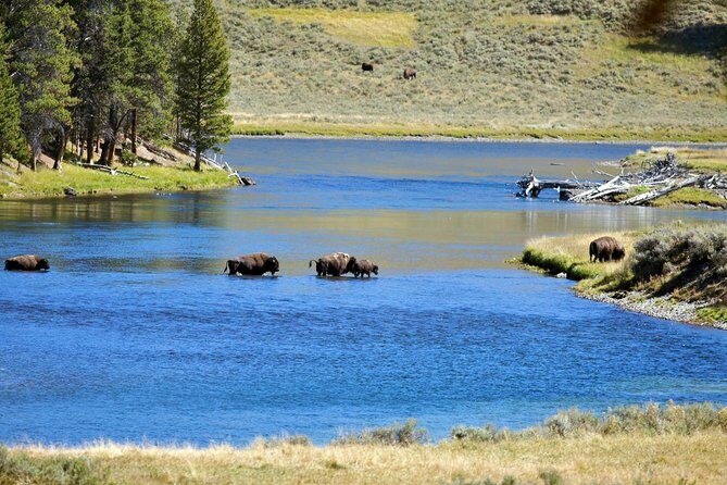 Yellowstone National Park Private Tour - Practical Details and What It Means for You